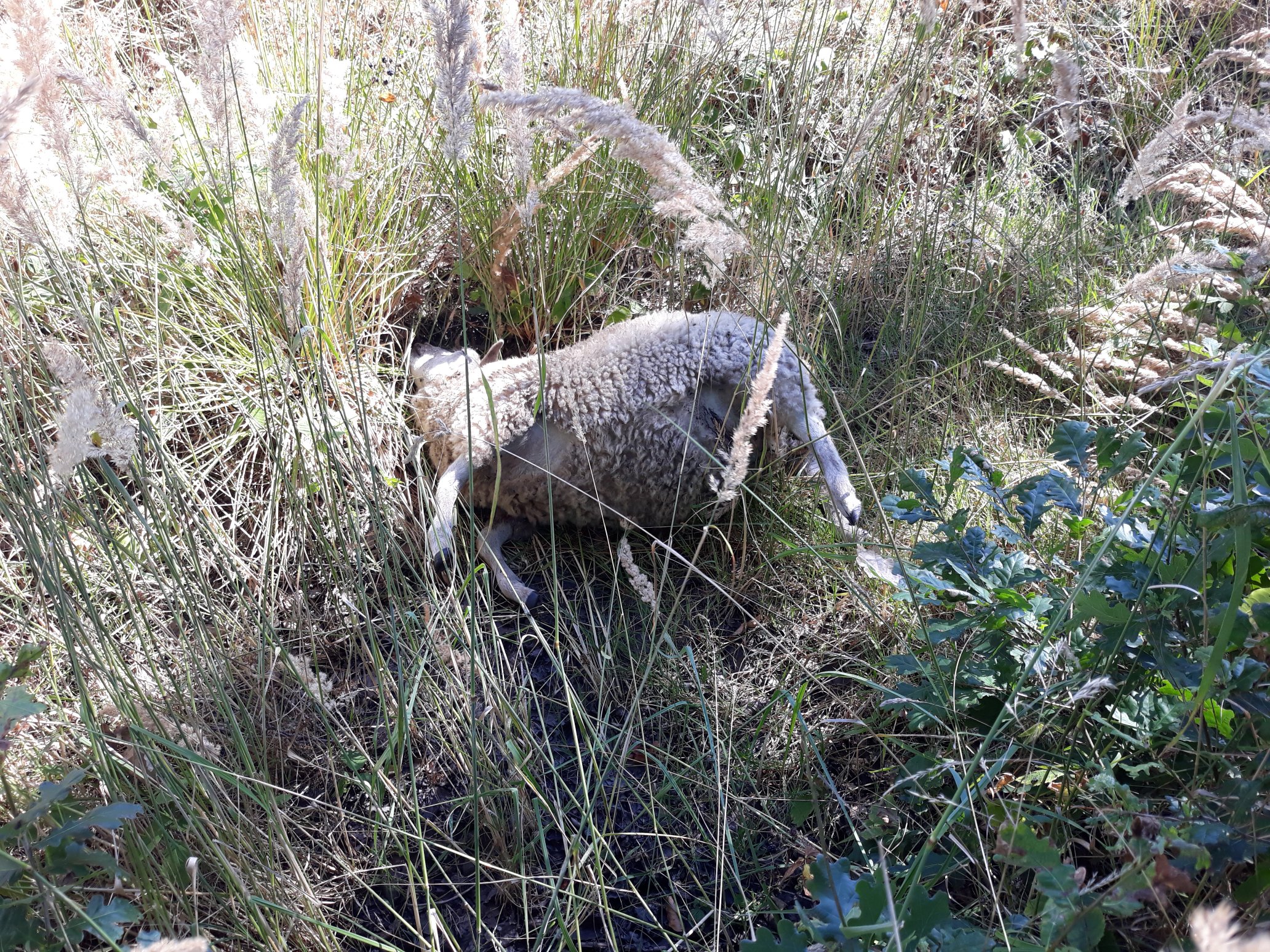 Dood schaap en afval gedumpt: ‘Bedankt namens de natuur’ - 112 Nederland