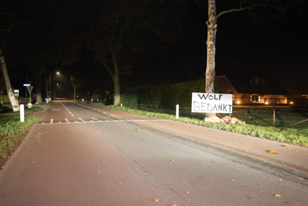 Boer legt dode schapen langs de weg, ‘Wolf bedankt’ - 112 Nederland
