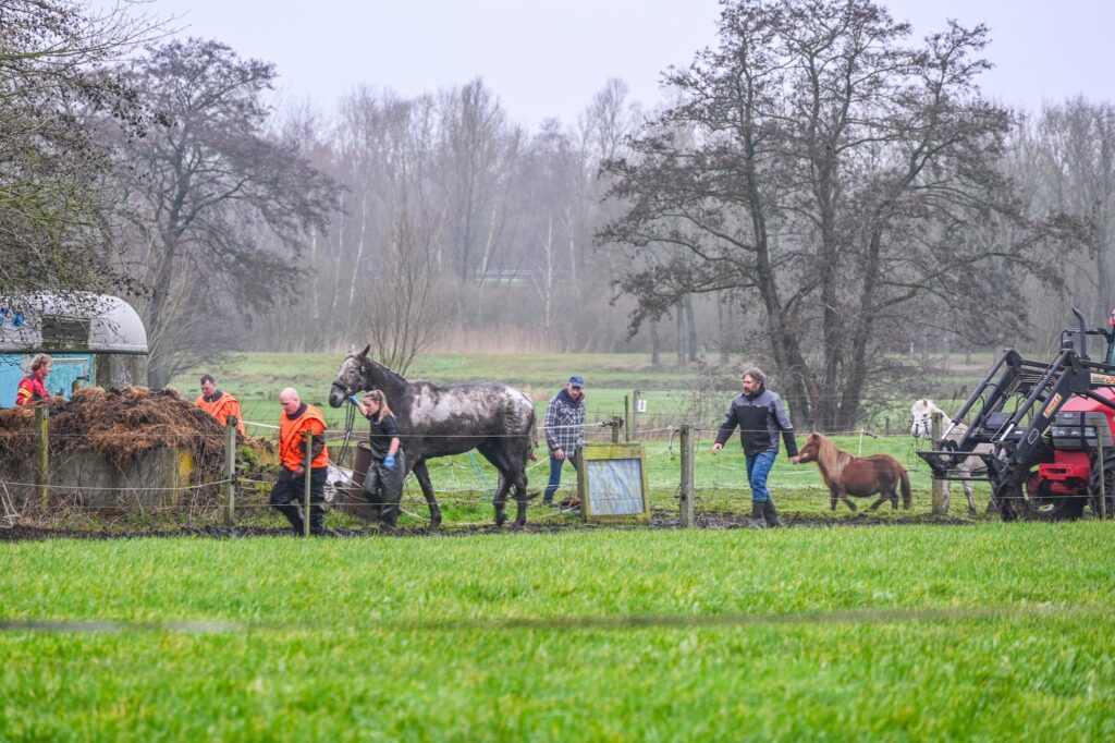 Paard uit sloot gered door brandweer - 112 Nederland