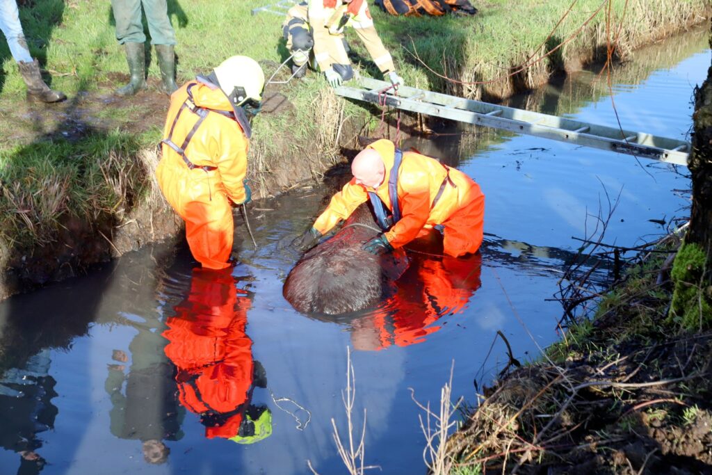 Brandweer redt paard uit sloot - 112 Nederland
