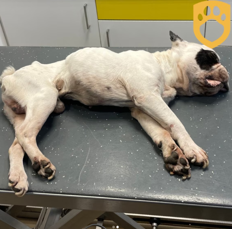 In paar dagen twee uitgemergelde, dode honden naar dierenarts in ...