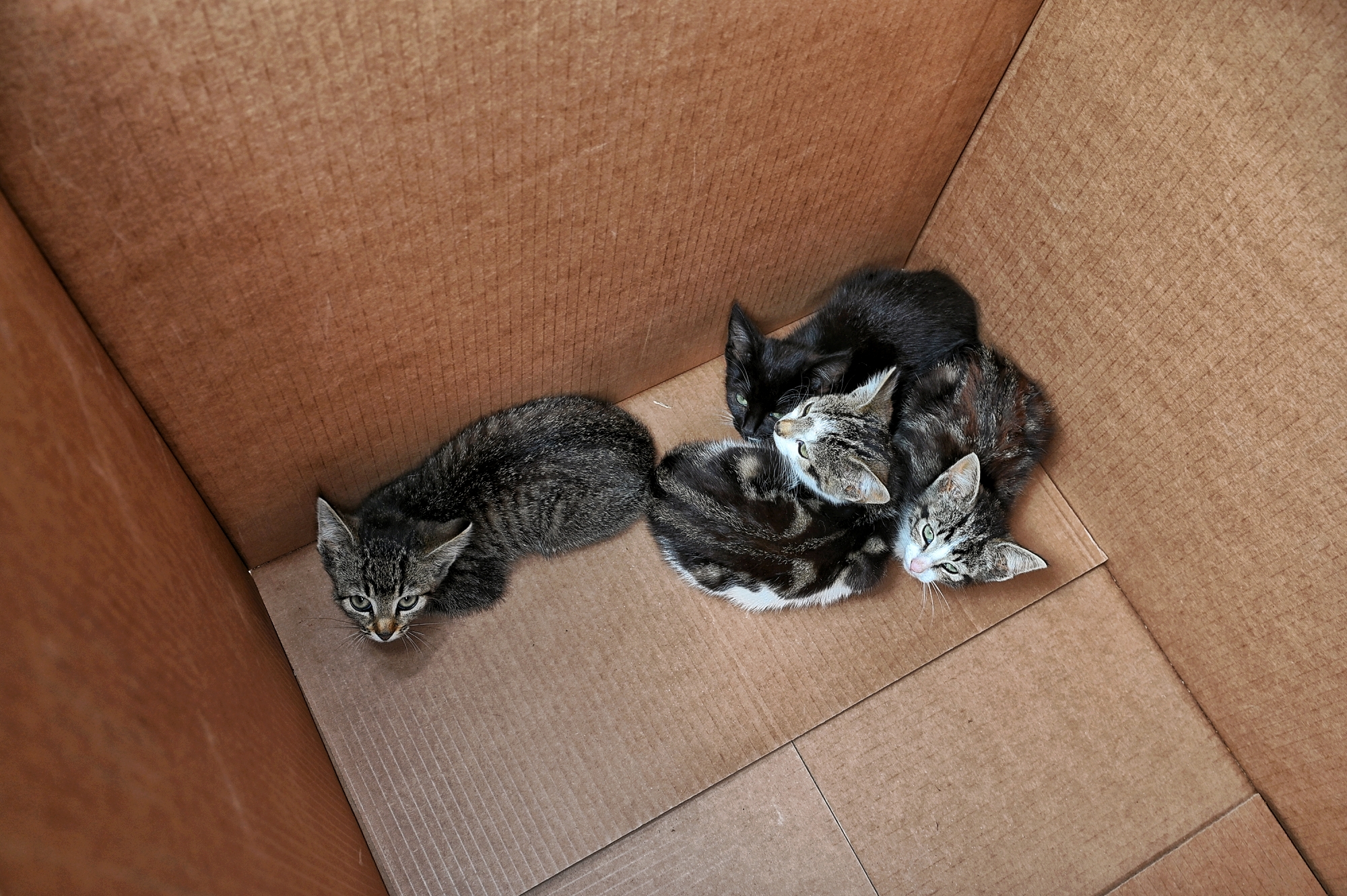 Negen kittens gedumpt op industrieterrein - 112 Nederland